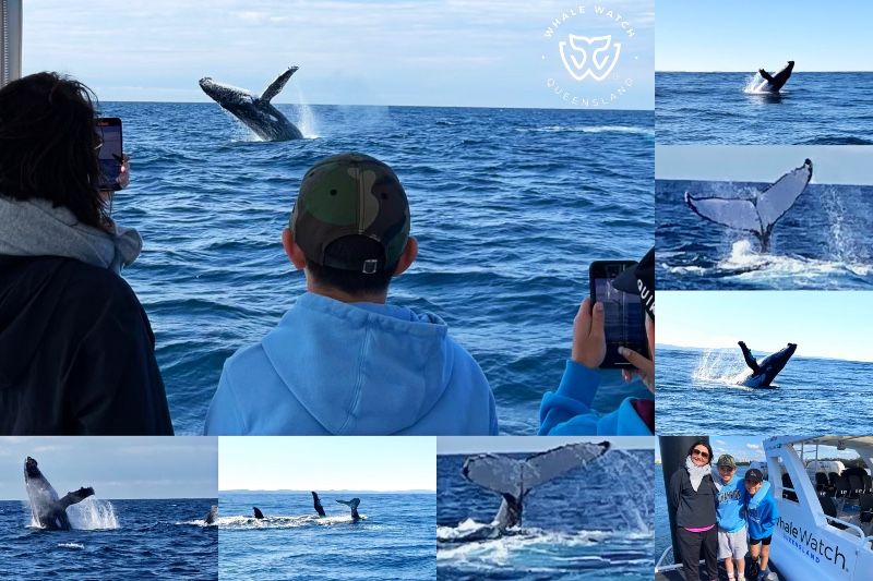 Queensland Humpback Whales | Whale Watch Queensland