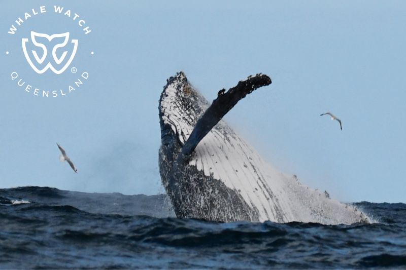 Learning the Language of the Whales | Whale Watch Queensland