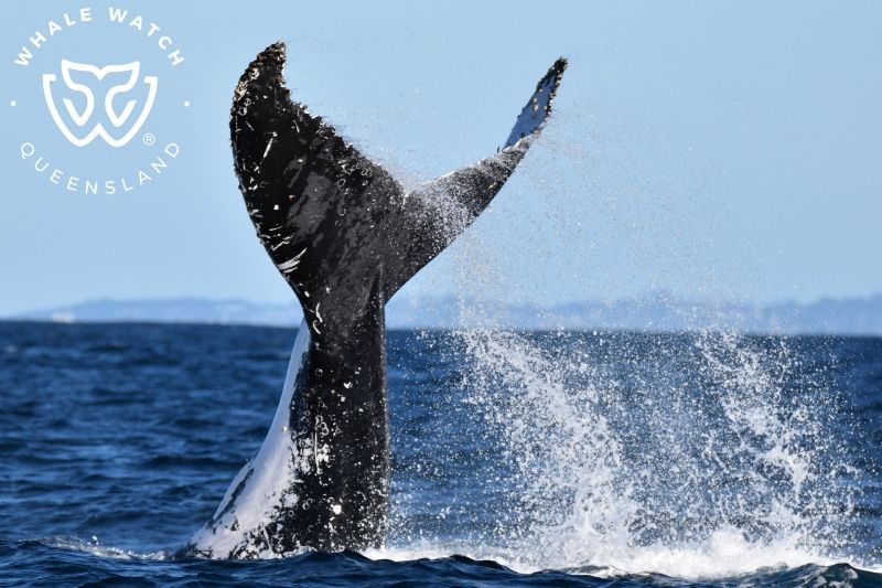 Go Whale Watching Surfers Paradise | Whale Watch Queensland