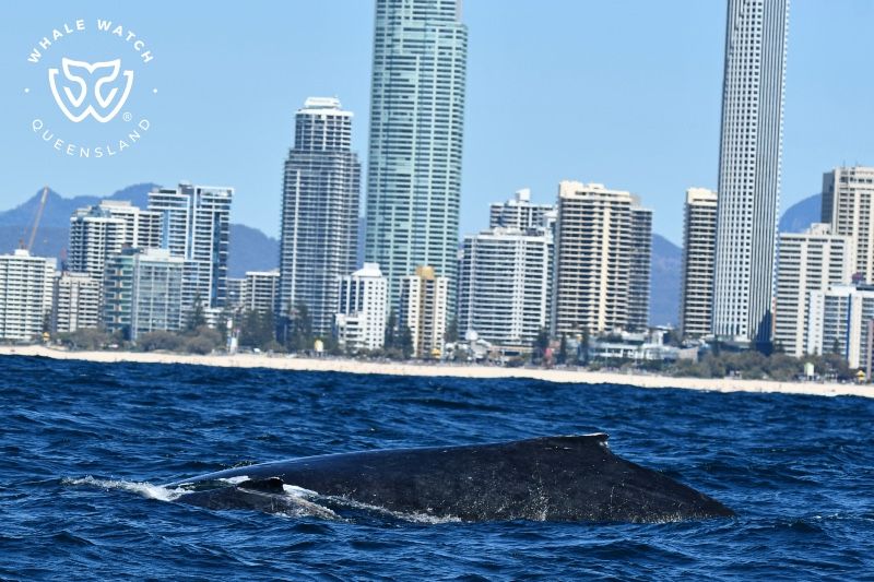 Surfers Paradise Spring Whale Watching | Whale Watch Queensland