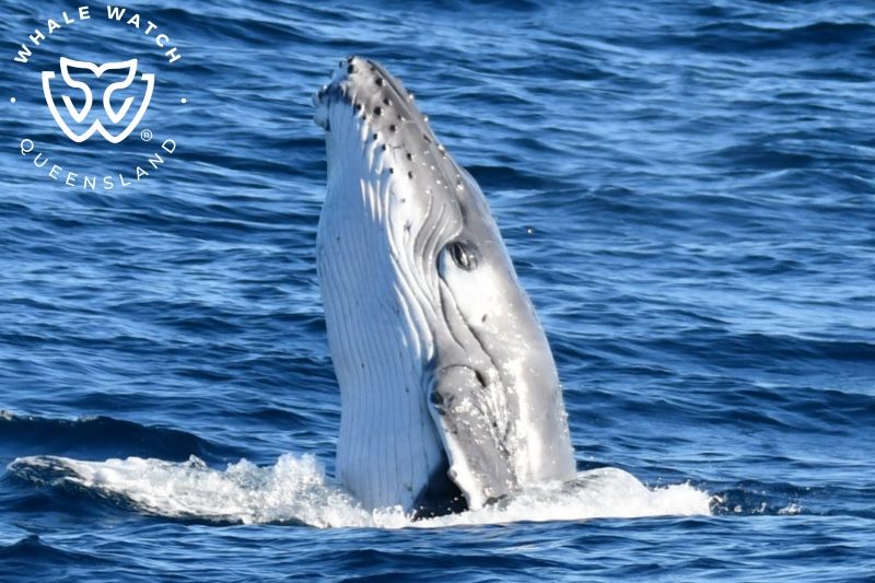 What is a Spy Hop? | Whale Watch Queensland